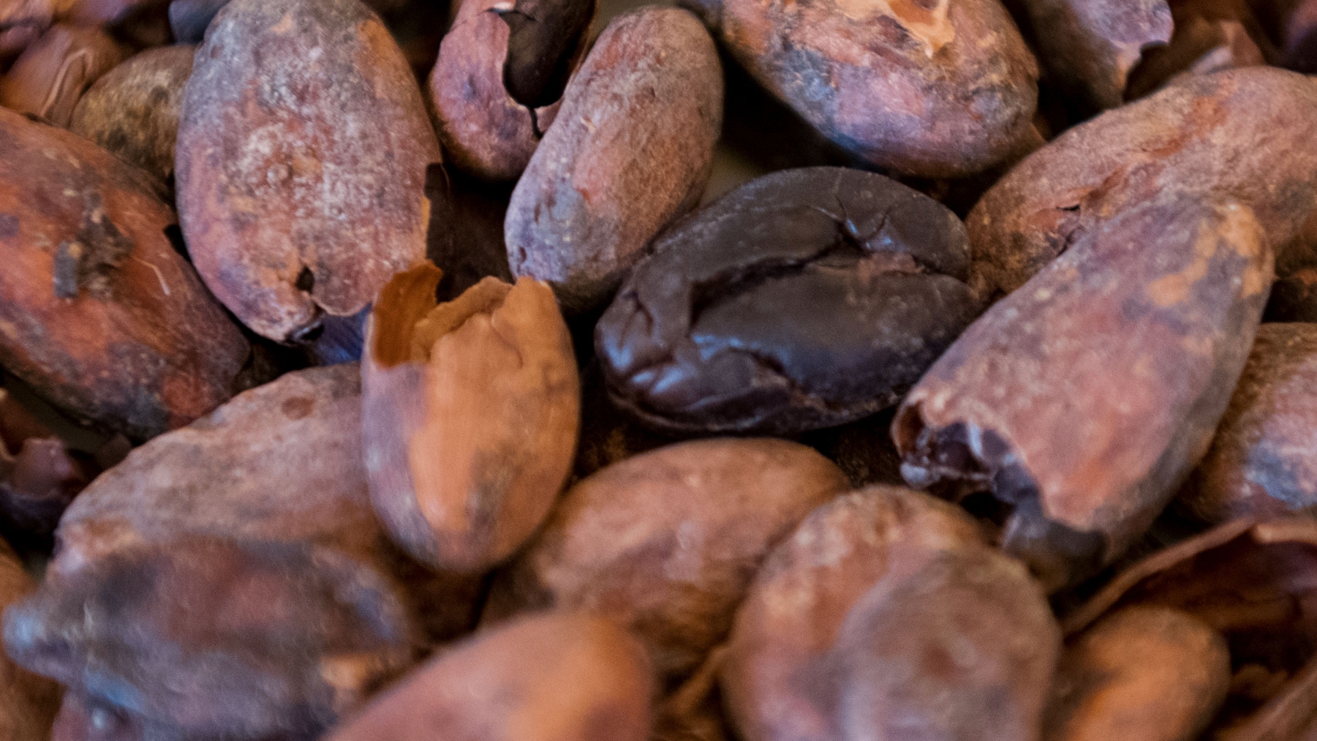 Local Chocolate Tasting | Syracuse, N | Inns of Aurora